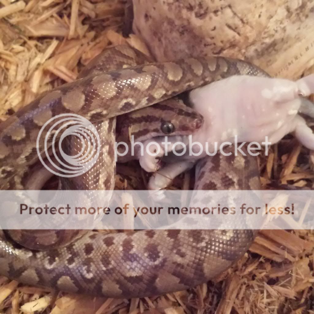 SE England - female columbian rainbow boa | Reptile Forums