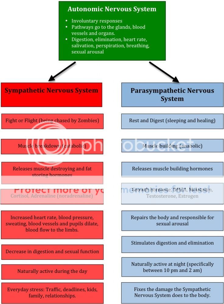 Autonomous Nervous System